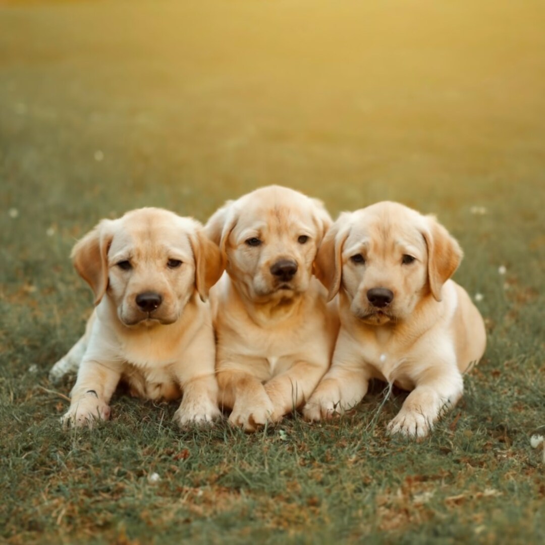 Vintage Stuffed Animals Art, Three Cute Dogs Sitting in Grass Wall Art ...