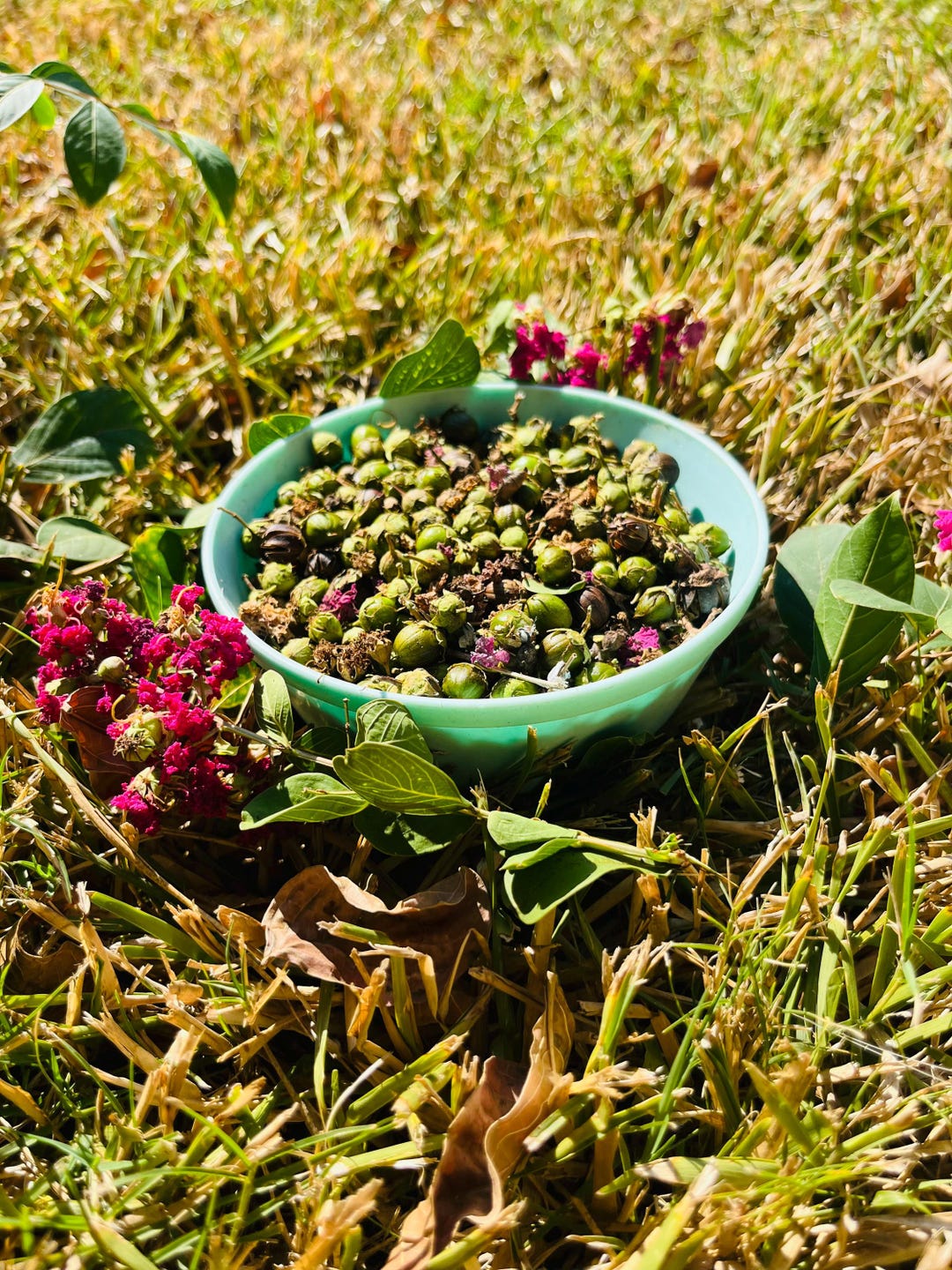 100 Crepe Myrtle Seeds 5 Seed Pods banaba Tree Seeds - Etsy