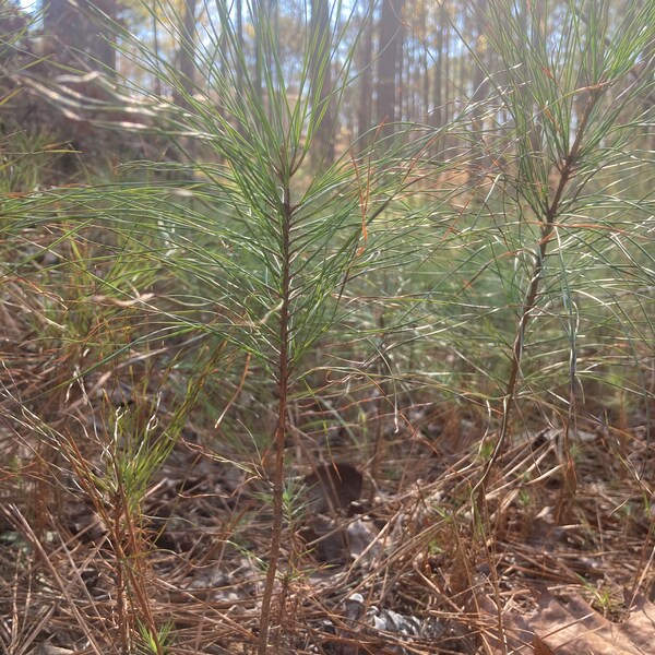 Tree Saplings - Etsy