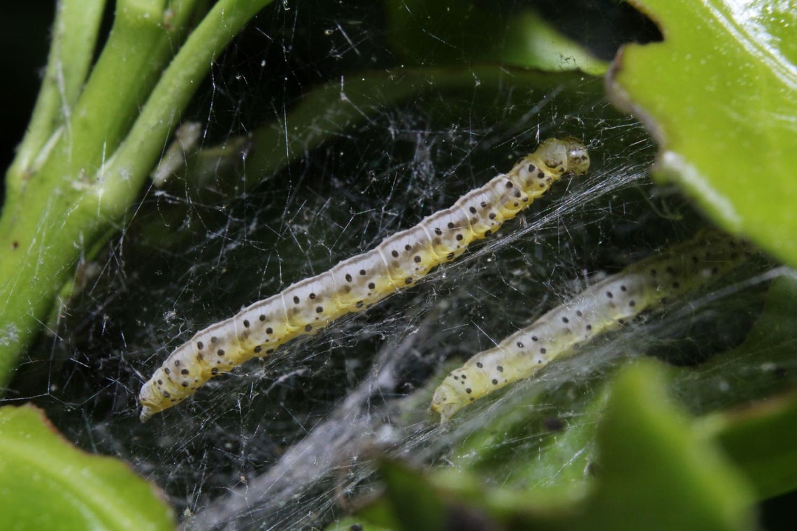 Spindle Ermine Moth Caterpillar 1 - Etsy
