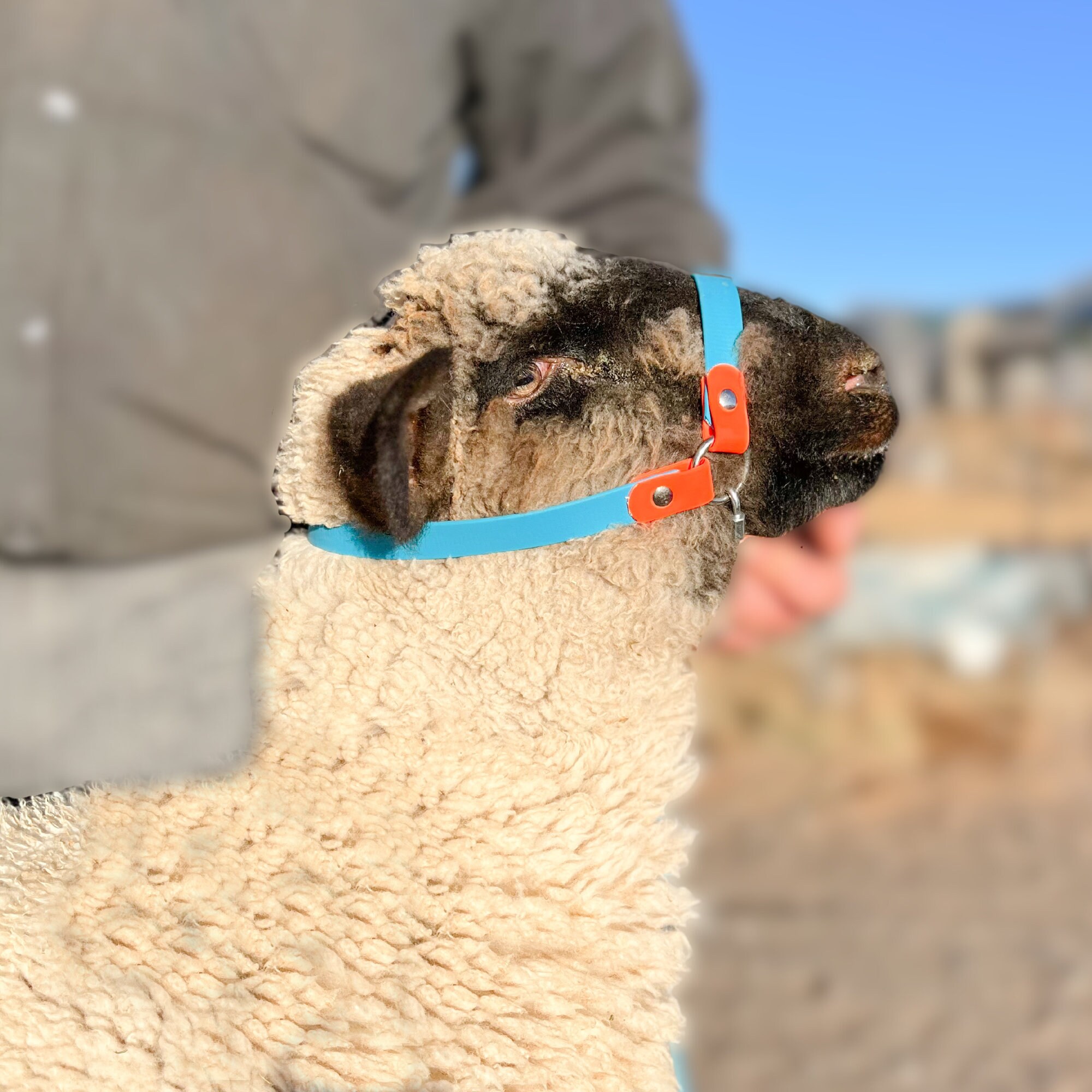 LAMB HALTER t3 two-toned Tab Halter Stock Show Show Lamb - Etsy