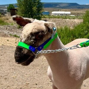 LAMB HALTER t3 two-toned Tab Halter Stock Show Show Lamb - Etsy