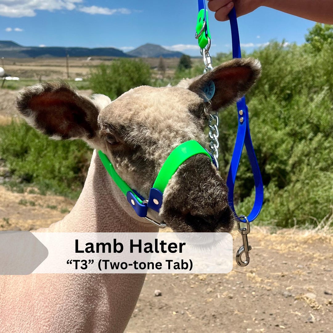 LAMB HALTER t3 two-toned Tab Halter Stock Show Show Lamb - Etsy