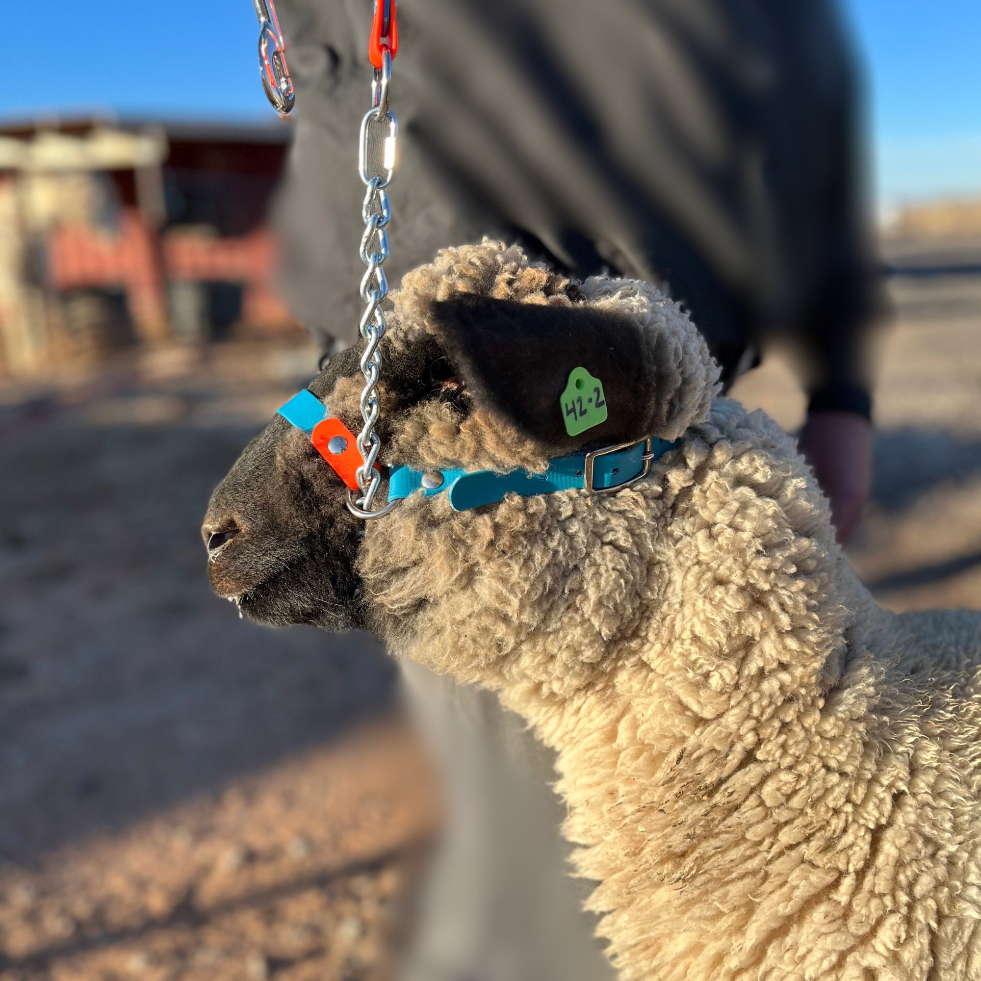 LAMB HALTER t3 two-toned Tab Halter Stock Show Show Lamb - Etsy