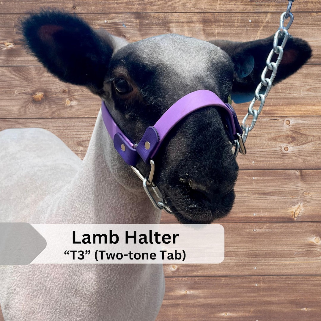 LAMB HALTER | "t3" (two-toned Tab Halter) | Stock Show | Show Lamb | - Etsy