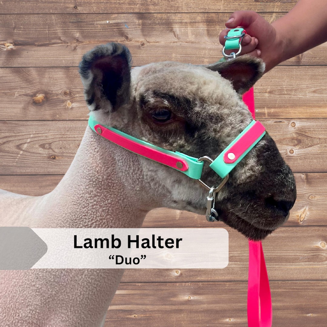 LAMB HALTER | "duo" | Stock Show | Show Lamb | - Etsy