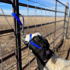 GOAT HALTER | "t3" (two-toned Tab Halter) - Etsy