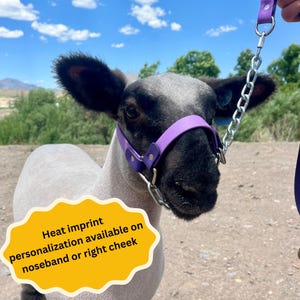 LAMB HALTER t3 two-toned Tab Halter Stock Show Show Lamb - Etsy