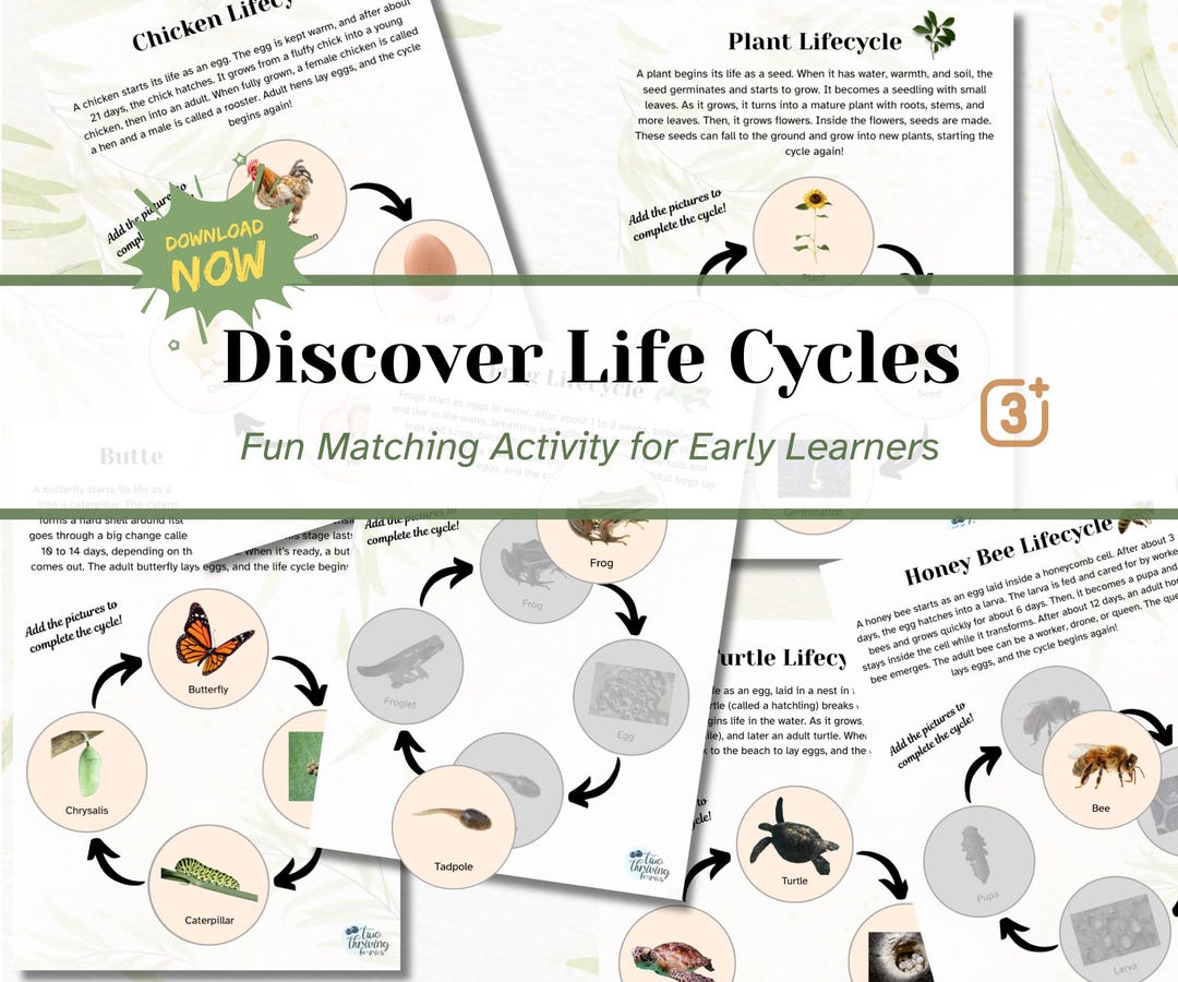 Life Cycle Printable Activity for Kids | 6 Real Photo Cycles ...
