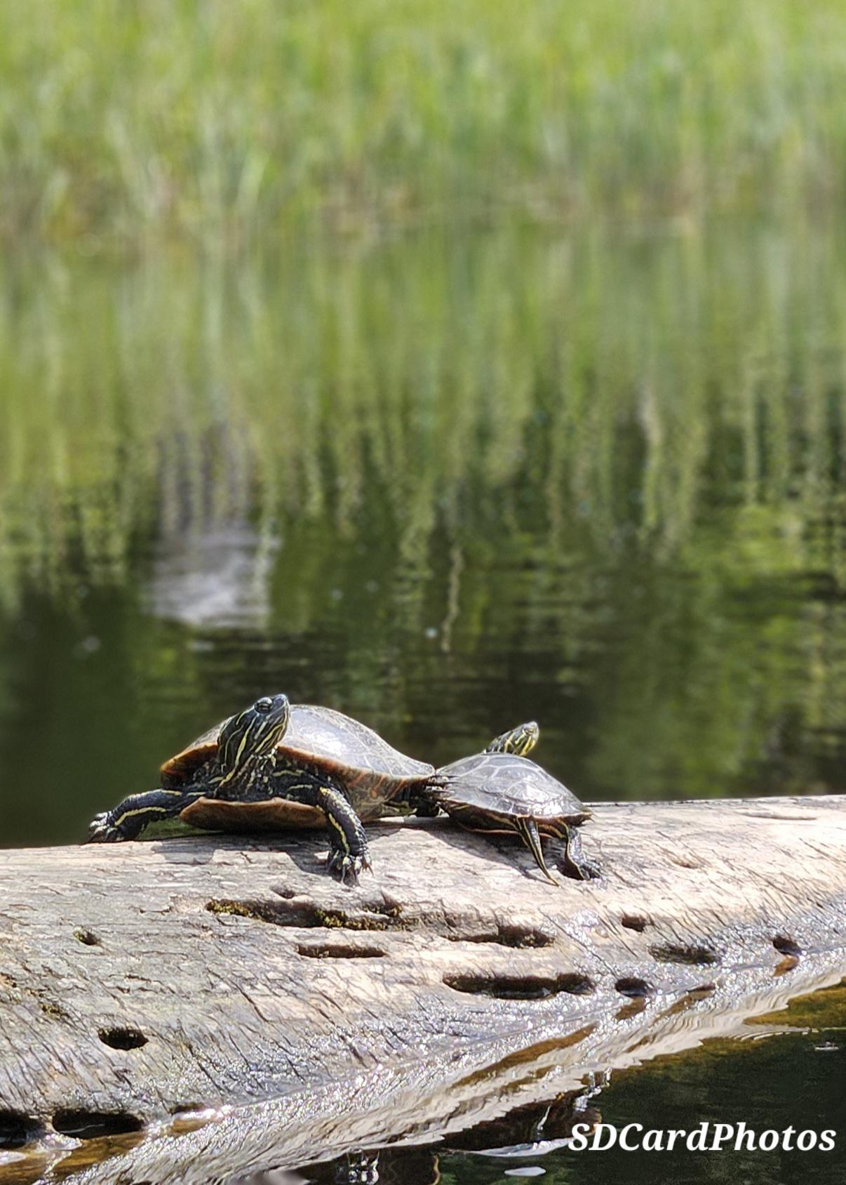 Painted Turtles on a Log Photography - Etsy