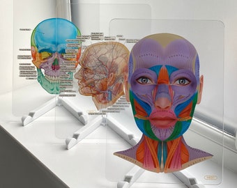 Larynx Anatomy LABELLED - Etsy Canada