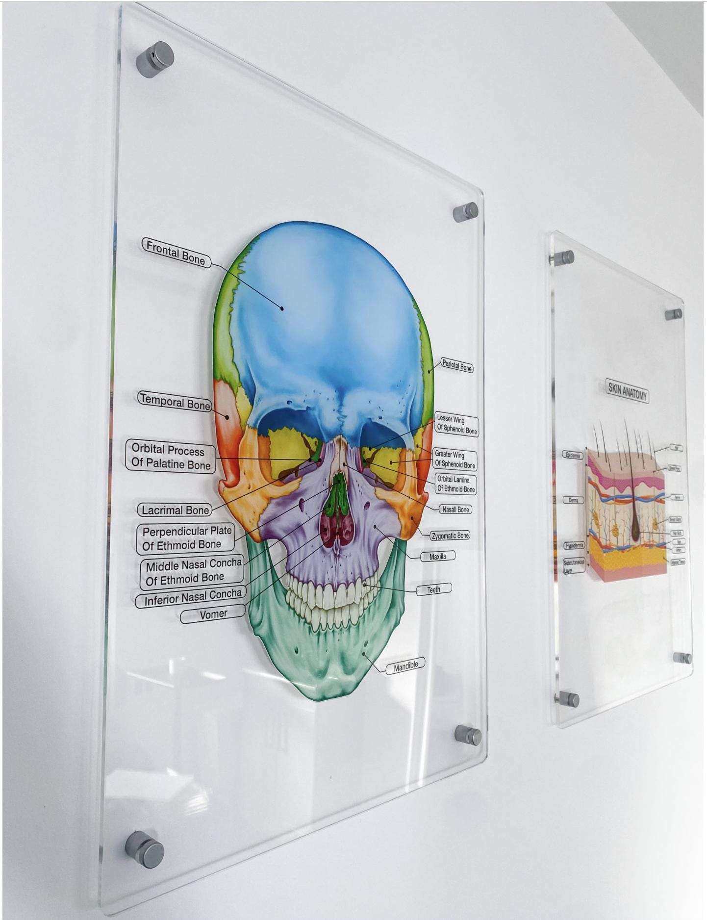 Large Aesthetics Face Anatomy Wall Mounted, Face Muscles Anatomy- Botox ...