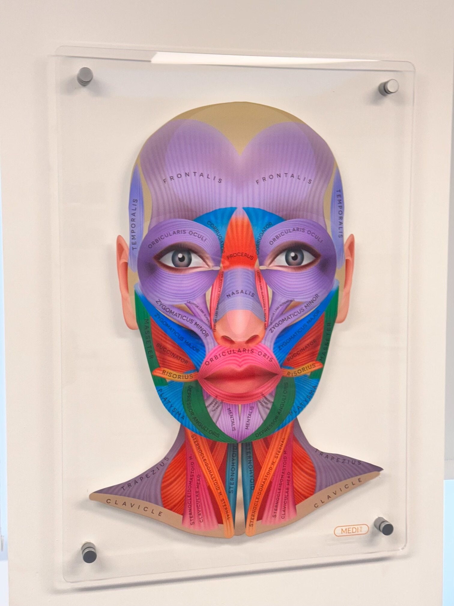 Large Aesthetics Face Anatomy Wall Mounted, Face Muscles Anatomy- Botox ...