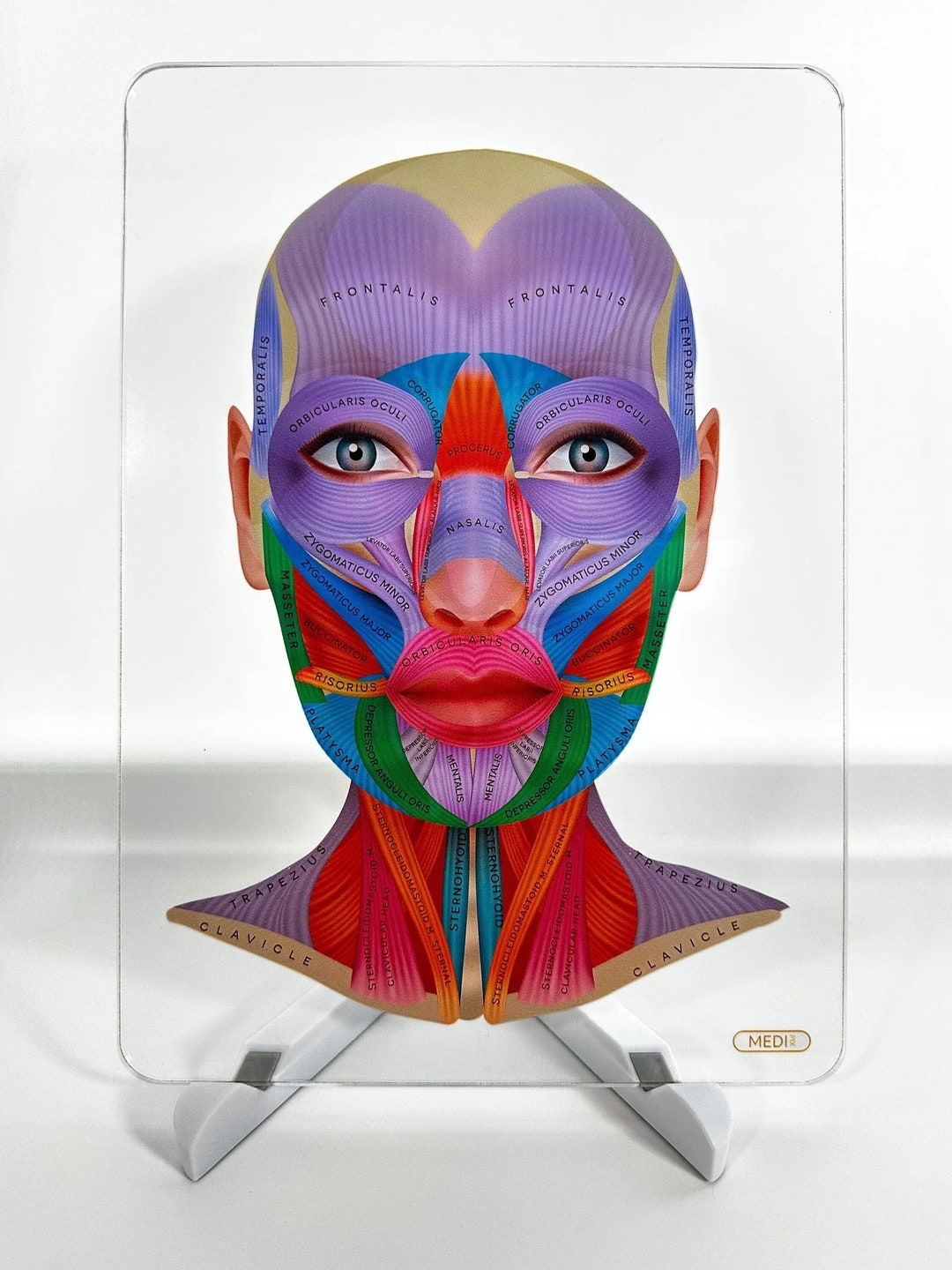 Face Muscles Anatomy- Botox, Aesthetics, Beauty, Teaching, Clinic Decor ...