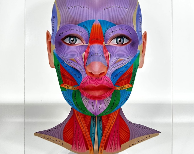 Face Muscles Anatomy- Botox, Aesthetics, Beauty, Teaching, Clinic Decor ...