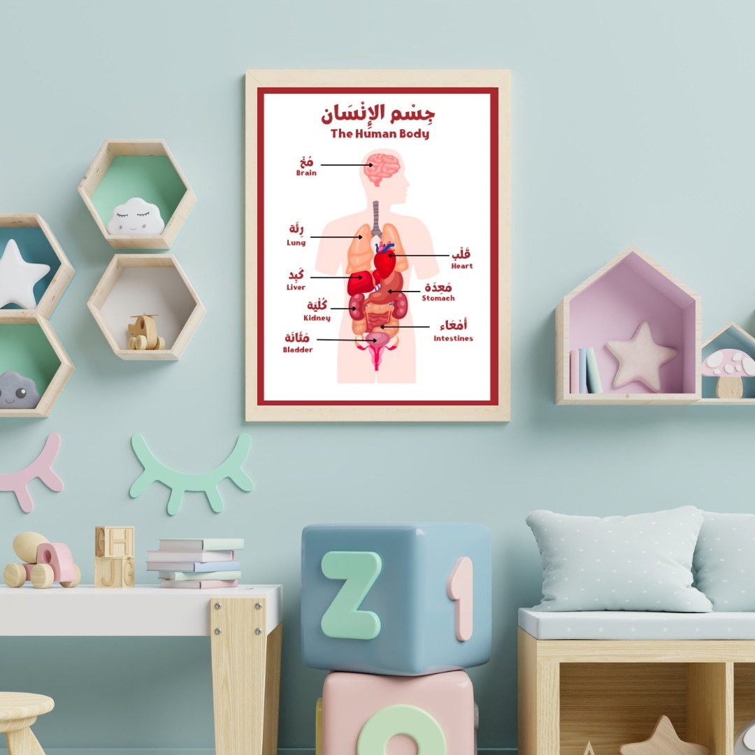 Human Body Poster Arabic and English - Printable - Arabic Education ...