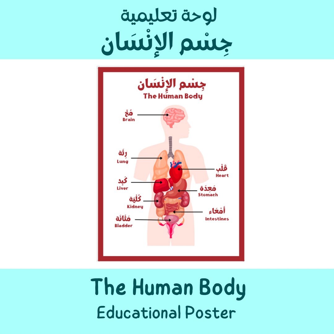 Human Body Poster Arabic and English - Printable - Arabic Education ...