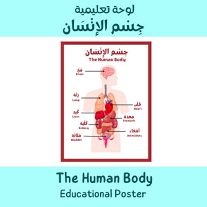 Human Body Poster Arabic and English - Printable - Arabic Education ...