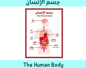 Arabic Shapes Flashcards - Printable - Arabic Education - Preschool ...