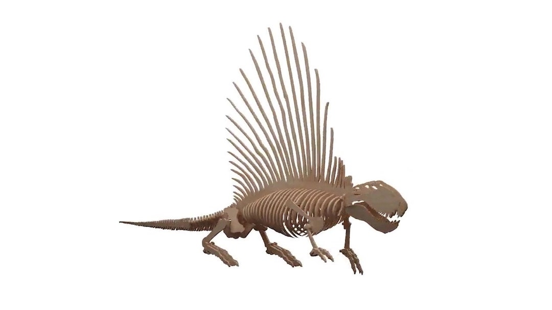 Dimetrodon Dinosaur Skeleton 3D Puzzle – Laser Cut Birch Ply Model - Etsy