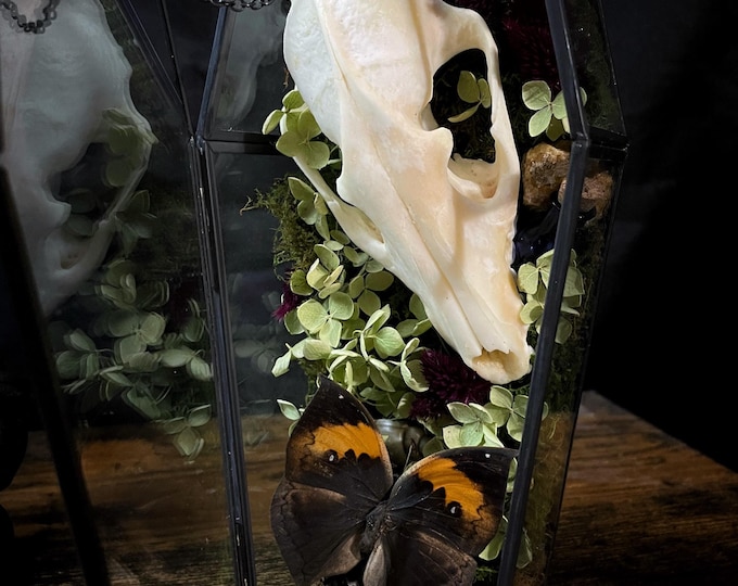 Oddity Art - Glass Coffin Terrarium Display - Fox Skull - Preserved ...