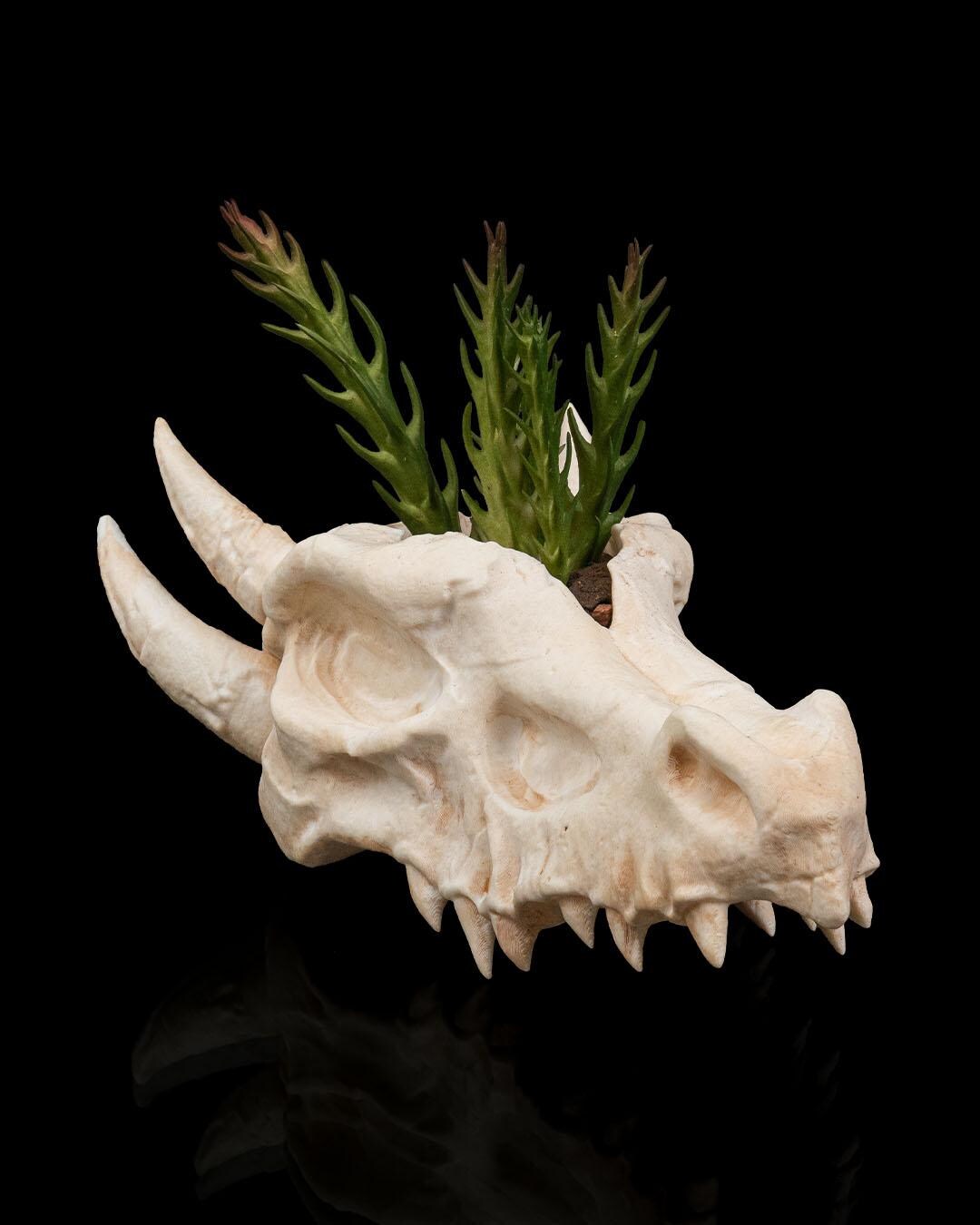 Deathroot – Dragon Skull Planter | Grow From the Bones of Legends - Etsy