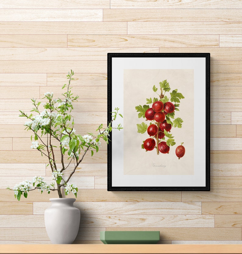 Vintage Gooseberry Drawing, Printable Wall Art, Red Fruit Drawing ...