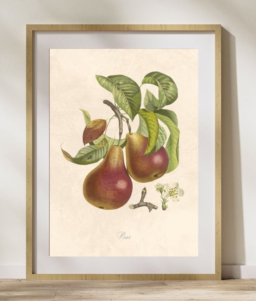 Vintage Pear Digital Picture, Botanical Illustration, Fruit Print ...