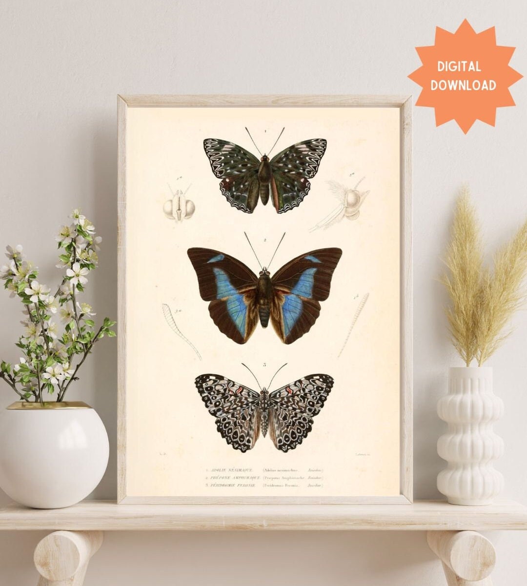 Antique Butterfly Drawing, Vintage Butterfly Print, Digital Download ...