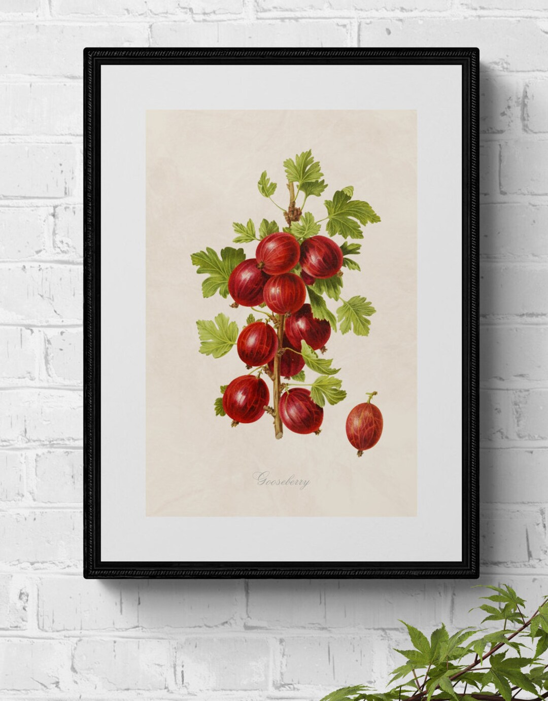 Vintage Gooseberry Drawing, Printable Wall Art, Red Fruit Drawing ...