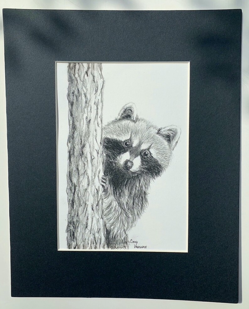 Bandit Print of an Original Charcoal Drawing by Cindy Vaughan. Raccoon ...