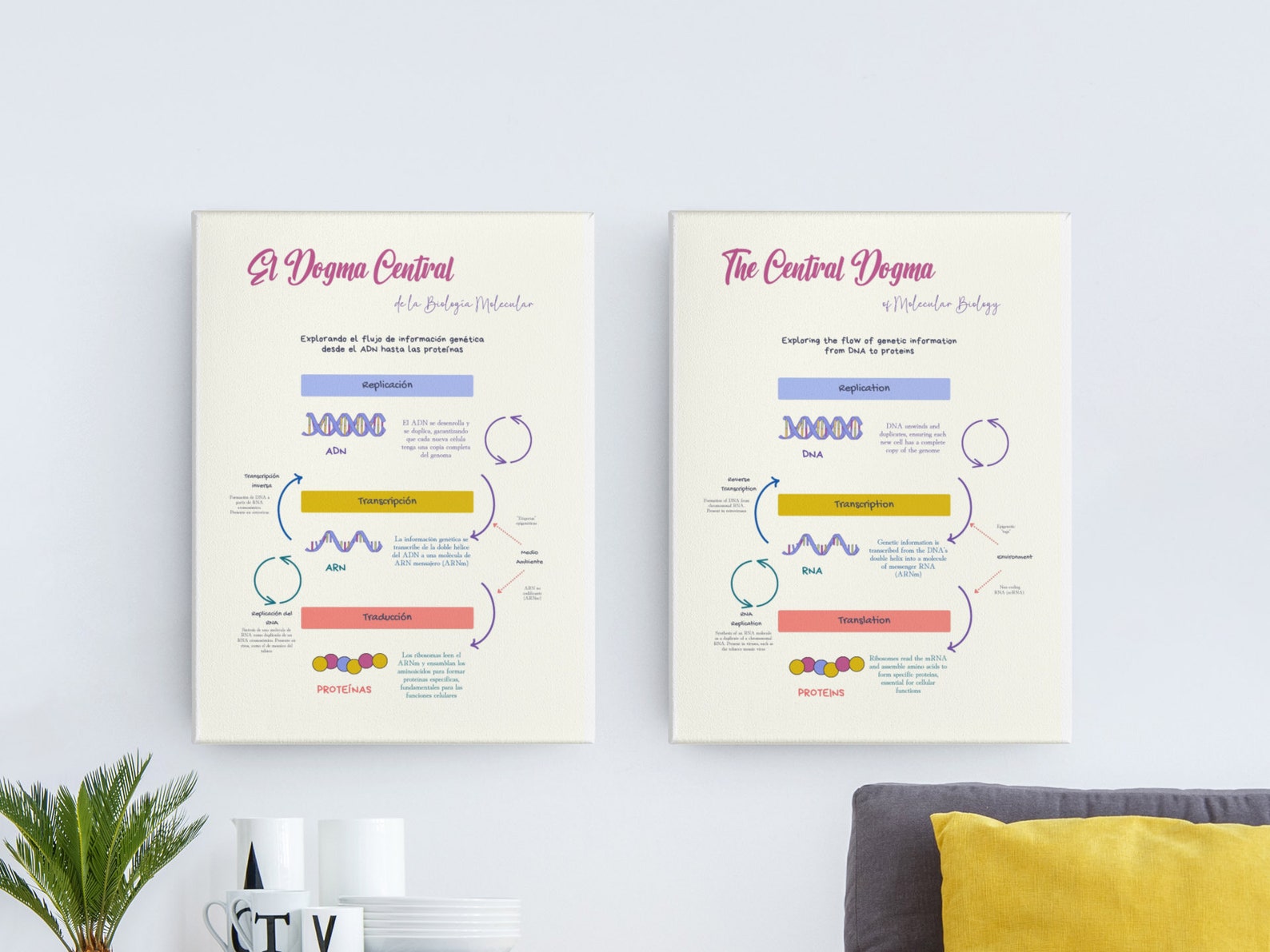 Bilingual Poster Set "the Central Dogma of Molecular Biology" for ...