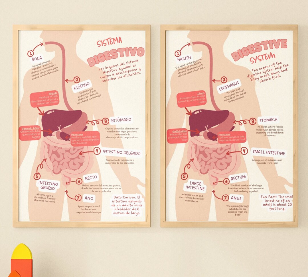 Digestive System Educational Poster Set in Spanish and English ...