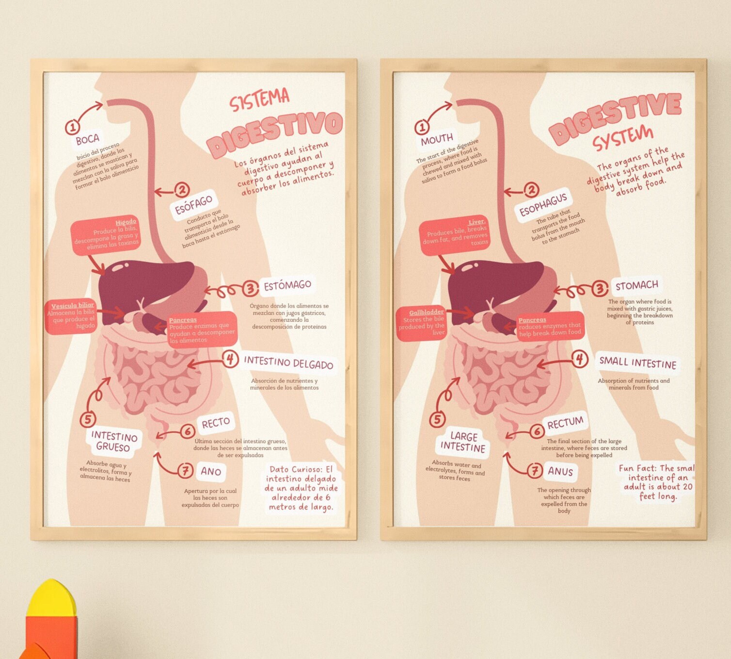 Digestive System Educational Poster Set in Spanish and English Digital ...