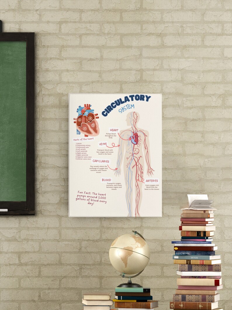 Circulatory System Educational Poster in English - Ideal for Classrooms ...