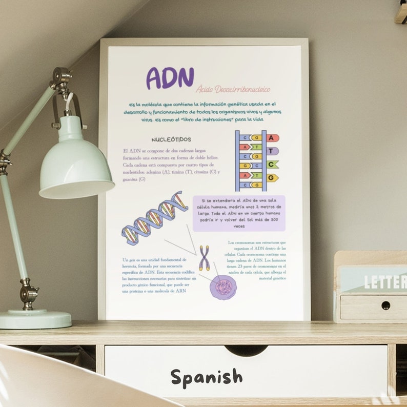 DNA Educational Poster in Spanish - Ideal for Bilingual Classrooms ...