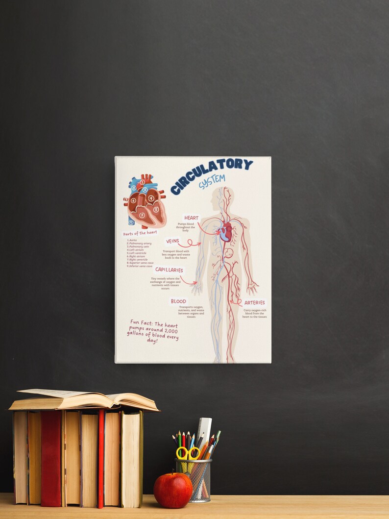 Circulatory System Poster Set in Spanish and English for Classrooms and ...