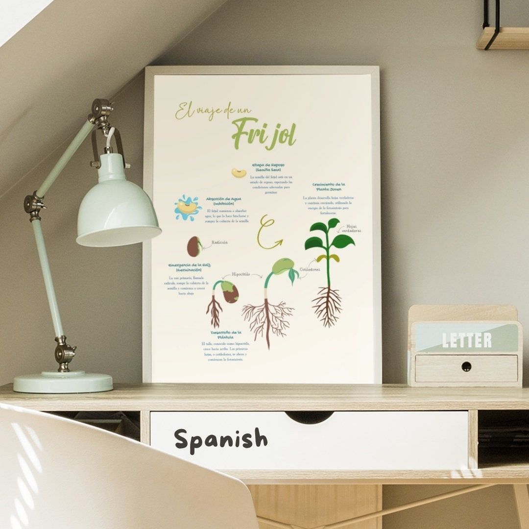 Poster the Journey of a Bean Educational Resource in Spanish for ...