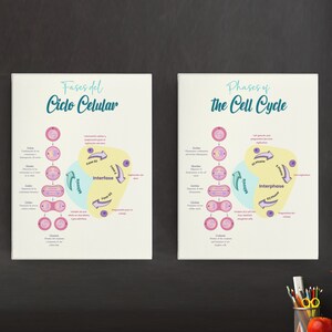 Bilingual Cell Cycle Poster Set in English and Spanish - High ...