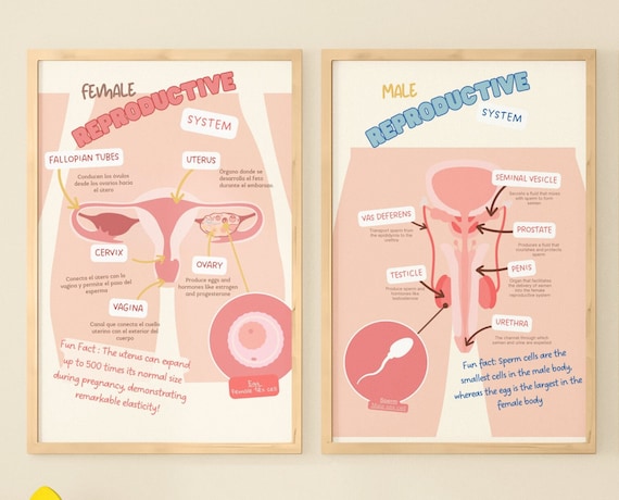 Reproductive System Organs Male And Female
