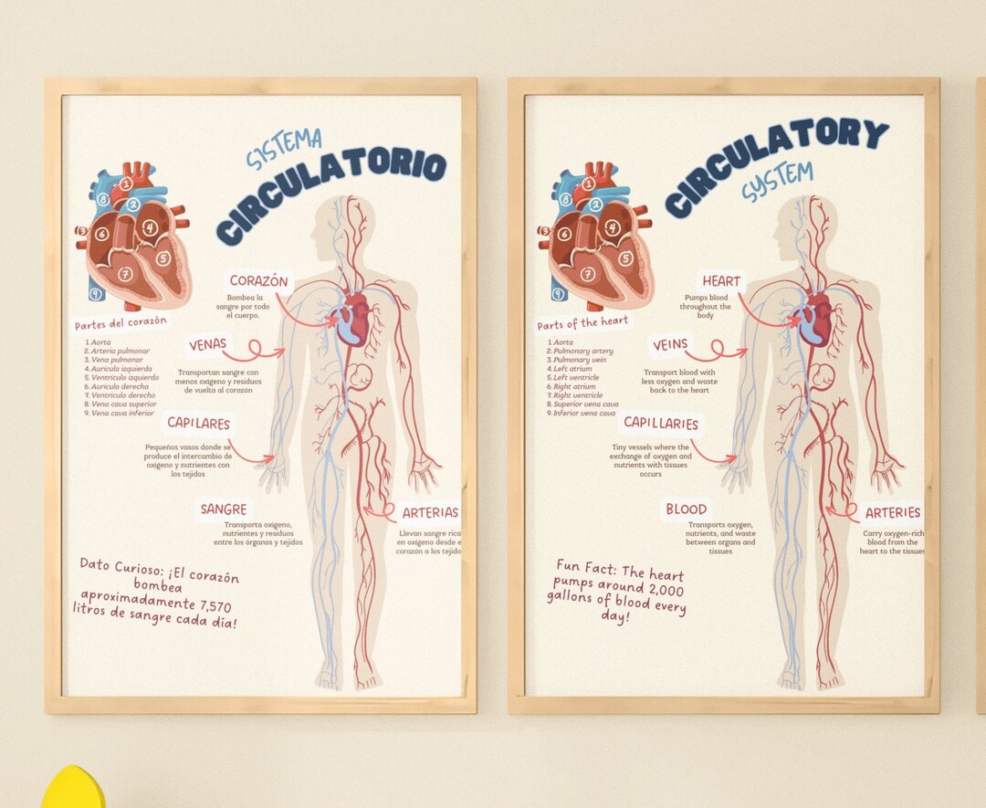 Circulatory System Poster Set in Spanish and English for Classrooms and ...