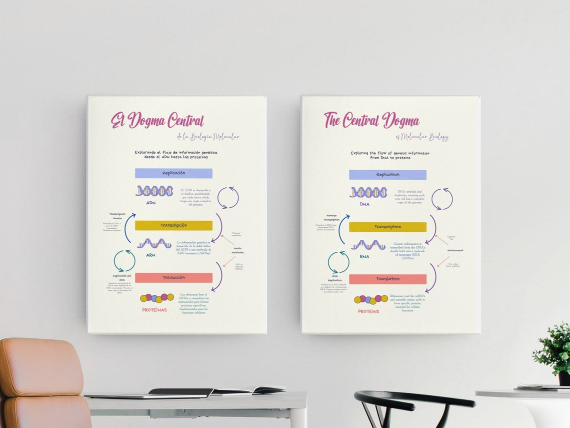 Bilingual Poster Set "the Central Dogma of Molecular Biology" for ...