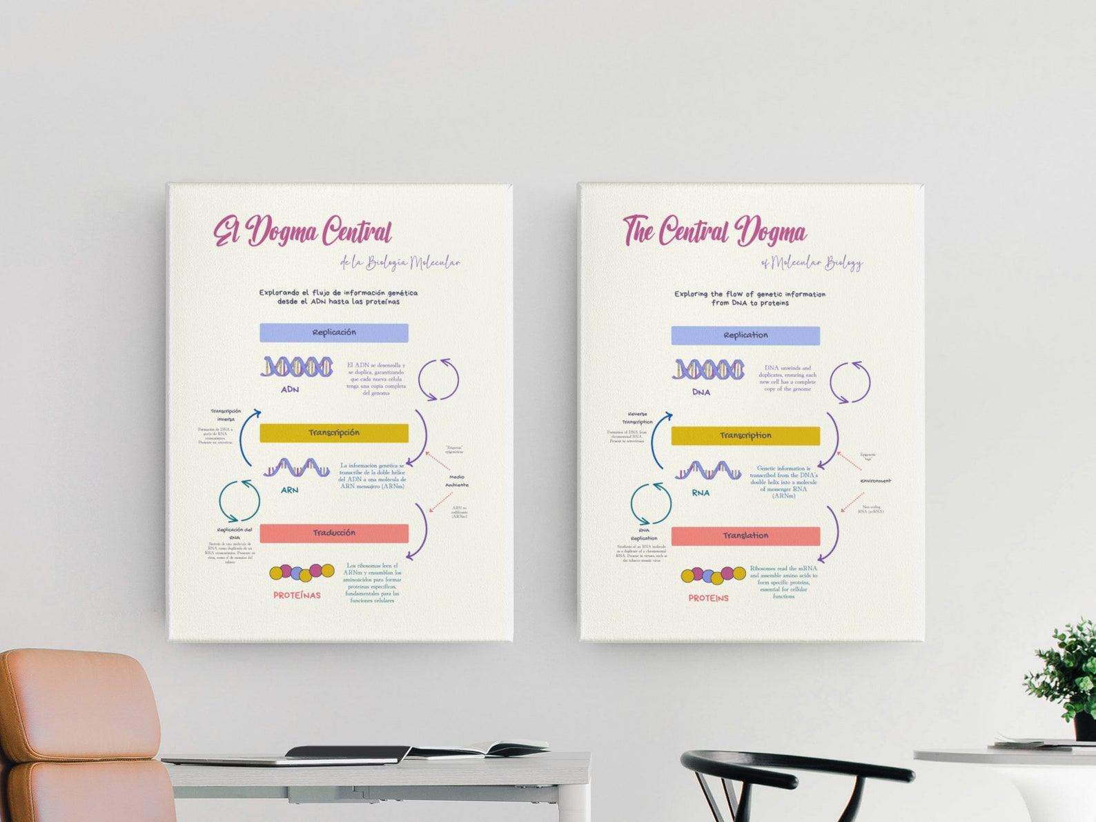 Bilingual Poster Set "the Central Dogma of Molecular Biology" for ...