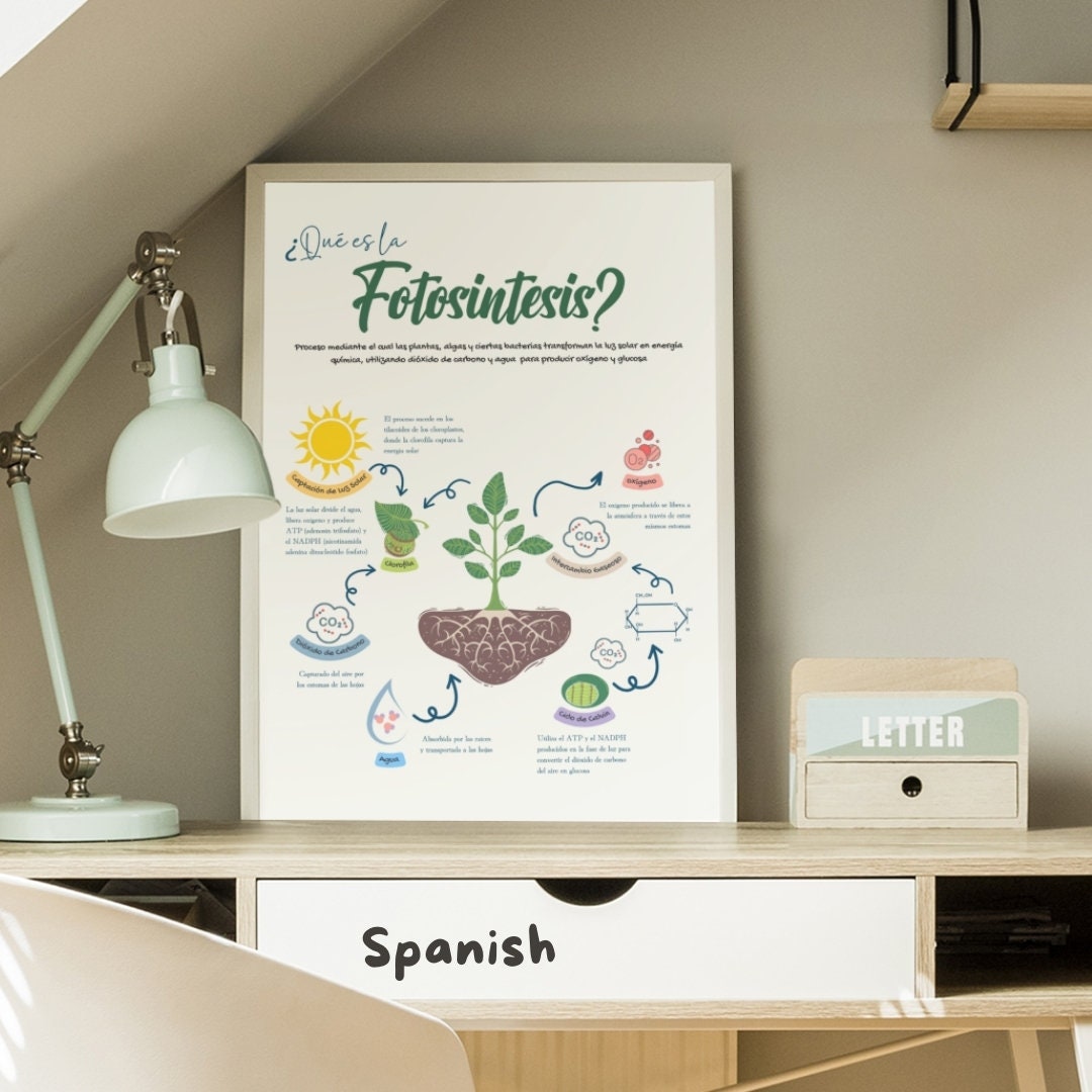 Educational Poster in Spanish on Photosynthesis - Visual Resource for ...