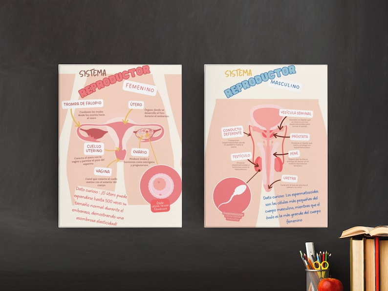 Educational Posters of the Male and Female Reproductive System in ...