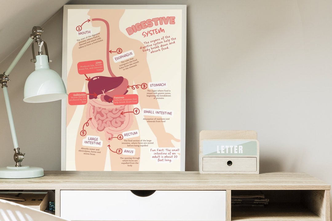 Educational Poster in English of the Digestive System - Teaching Tool ...