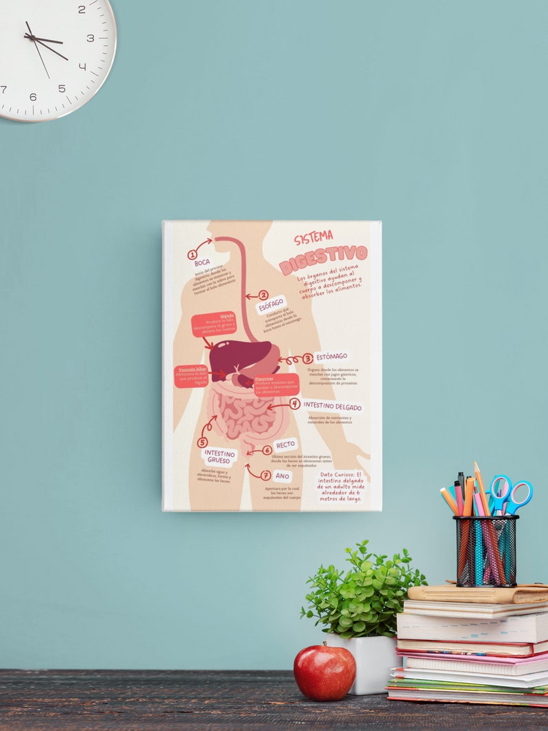 Digestive System Educational Poster Set in Spanish and English ...