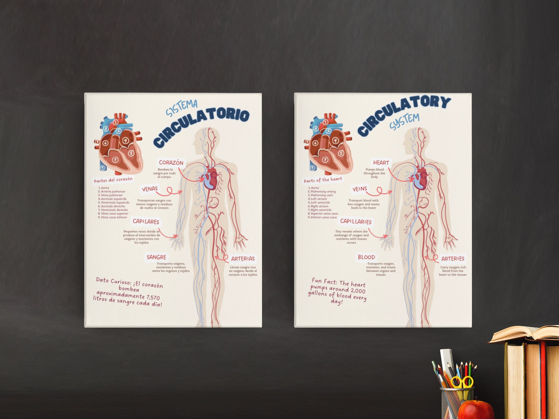 Circulatory System Poster Set in Spanish and English for Classrooms and ...