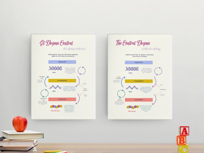 Bilingual Poster Set "the Central Dogma of Molecular Biology" for ...