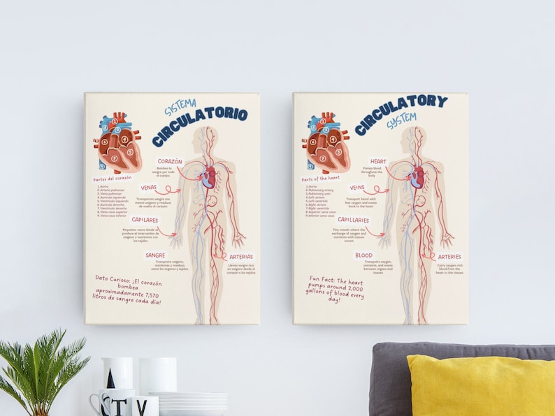Circulatory System Poster Set in Spanish and English for Classrooms and ...